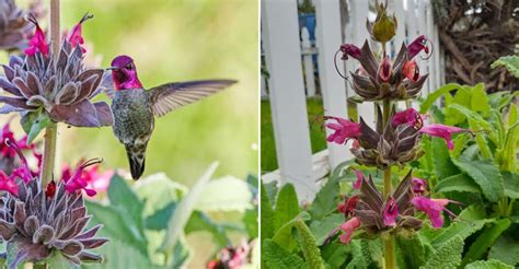 Why California Gardeners Are Planting Hummingbird Sage Everywhere Right Now