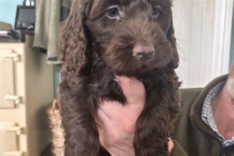 Cockapoo Sale Leintwardine Herefordshire F1 Cockapoo Puppies