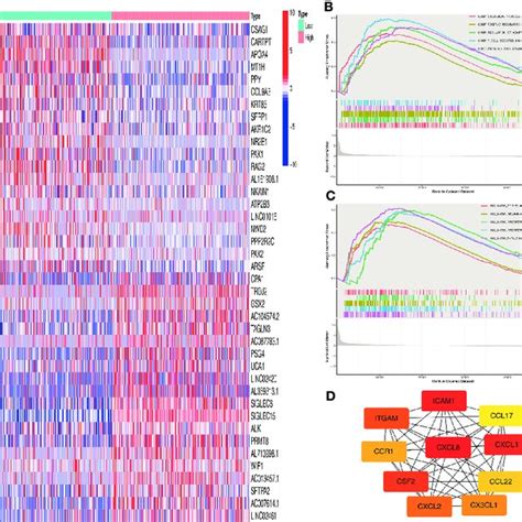 Clinical Significance Of Siglec15 A Heatmap Of Clinical Feature Download Scientific Diagram