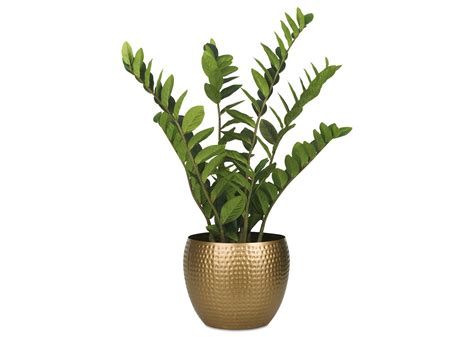 Joni Planters Urban Barn