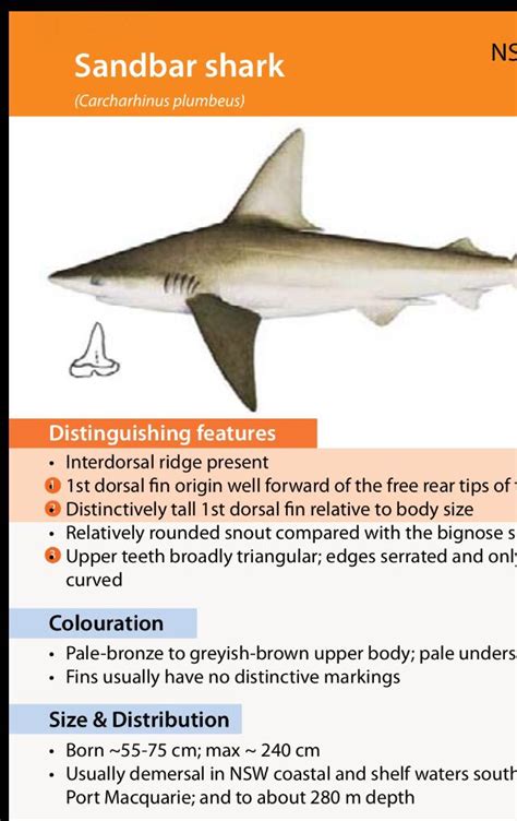Pin By Dan Babei On Drwshark Sandbar Shark Shark Facts Shark