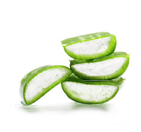 Aloe Vera 3 Photograph By Jelena Jovanovic Fine Art America