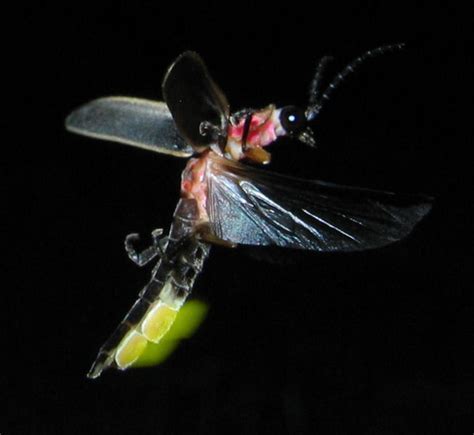 How Do You Say Fireflies In Spanish