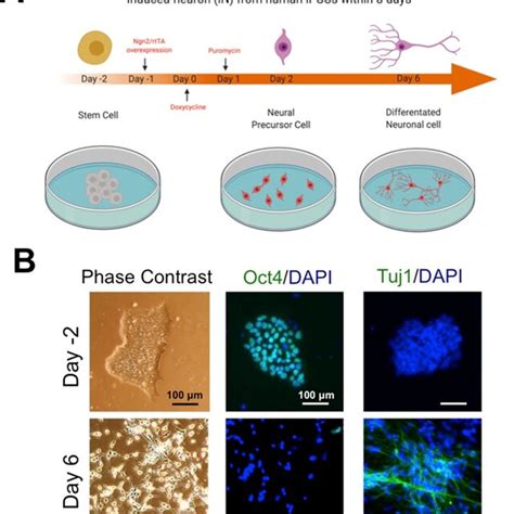 Induced Neuron In Differentiation From Human Stem Cells A