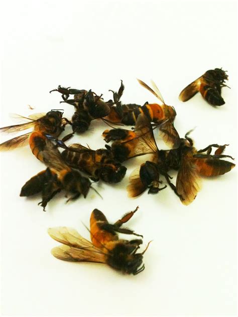 K A L E I D O S C O P I S T I C Iobserve Bee Migration