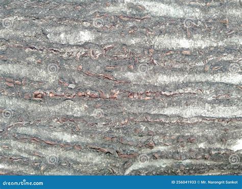 Patterns And Textures Of Tree Bark Stock Image Image Of Tree Pattern