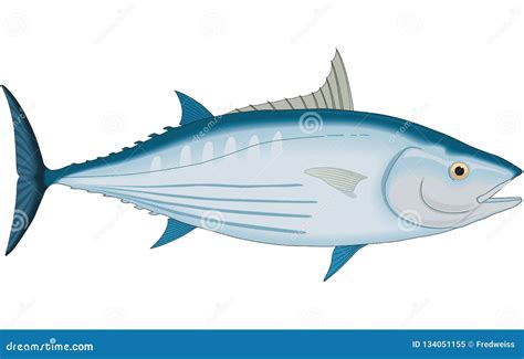 Skipjack Tuna Illustration Stock Vector Illustration Of Life 134051155