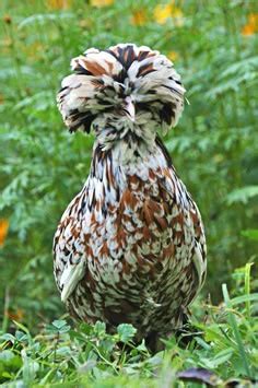 Tolbunt Polish Chicken Keeping Chickens Pretty Birds