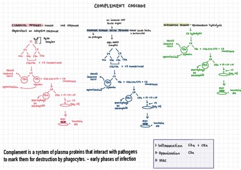 Complement Cascade Diagram Complement Is A System Of Plasma Proteins