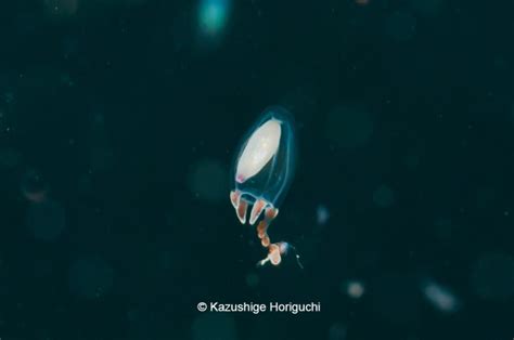 Worms World Register Of Marine Species