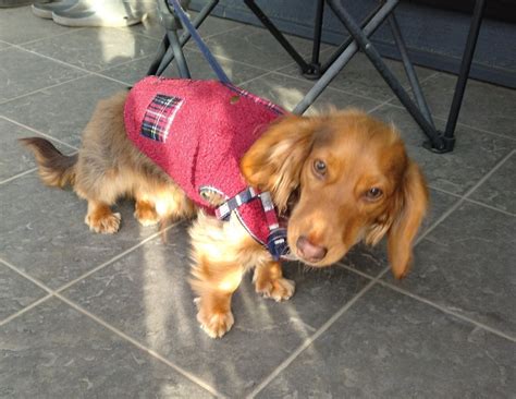 チワックス 茶茶丸♪ 気まぐれママン♪