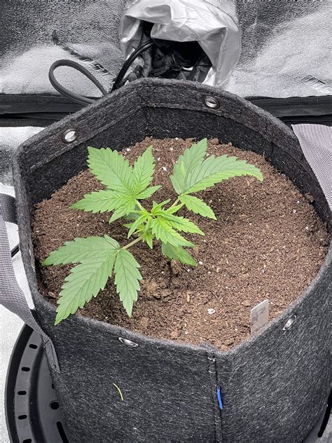 Gentic Mutation Vs Shell Damage Grow Question By Tru2h Growdiaries