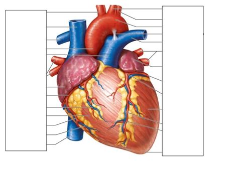 Biol 244l Quiz 2 Diagram 2 Diagram Quizlet