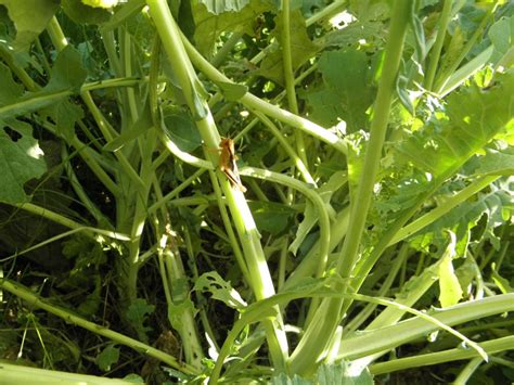 Grasshoppers And Nolo Bait Holly K Ross