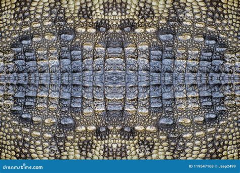 Colorful Crocodile Skull Pattern On The Frame Wall Crocodile Sk Stock