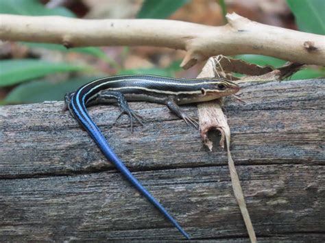 Blue Tailed Lizards Reason And Nature