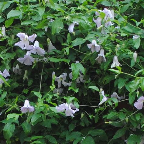 Buy Clematis Group 3 Syn Clematis Viticella Betty Corning Clematis Betty Corning