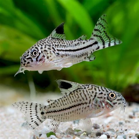 Three Lined Corydoras Corydoras Trilineatus Bred In Sa Judys Planted Tanks
