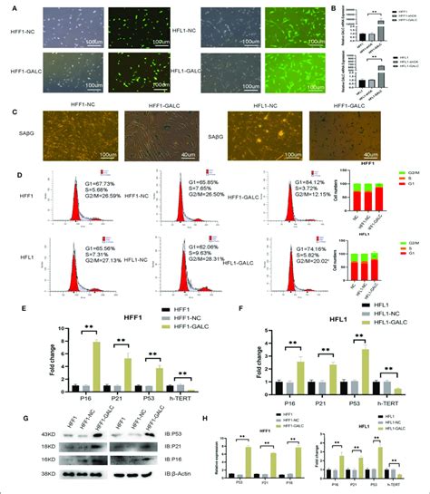 Generation Of Senescent Fibroblasts And The Cell Cycle And