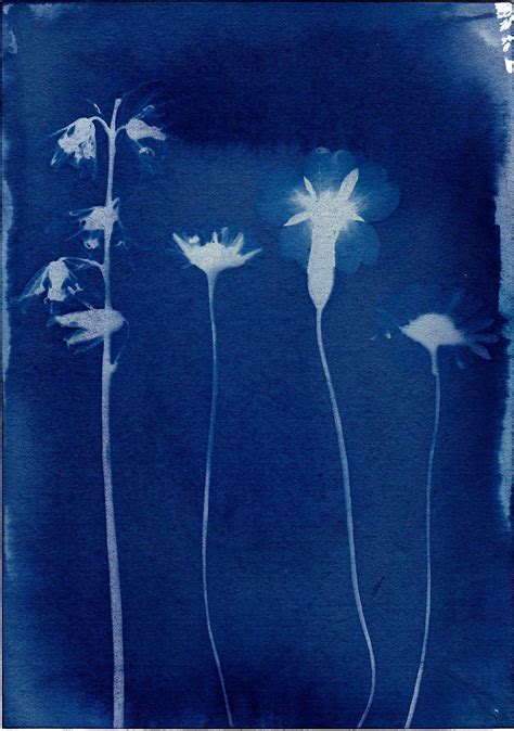 Botanical Cyanotypes — Land Art Agency And Collective