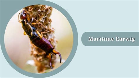 14 Types Of Earwig Insects Identification Larvae Habitat Bite