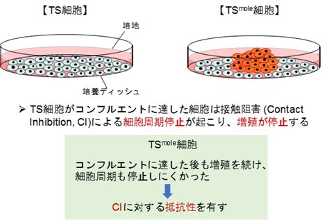 全胞状奇胎の原因を探る細胞モデルを作製―母体を絨毛がんから守るために― 国立研究開発法人日本医療研究開発機構