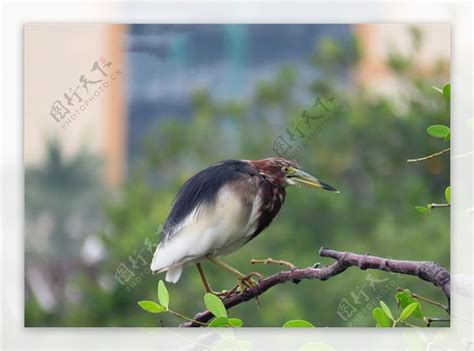 池鹭图片素材 编号31830993 图行天下