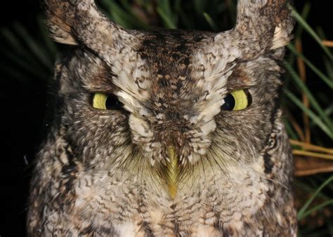 Tecolote Oriental Aves Exóticas