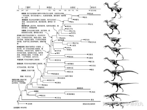 「prehistoric Park丨史前公园 2」似鸟非鸟——偷蛋龙科浅谈 知乎
