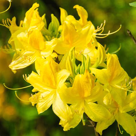 Azalea Exbury Lemon Lights Deciduous Azalea Bumbees