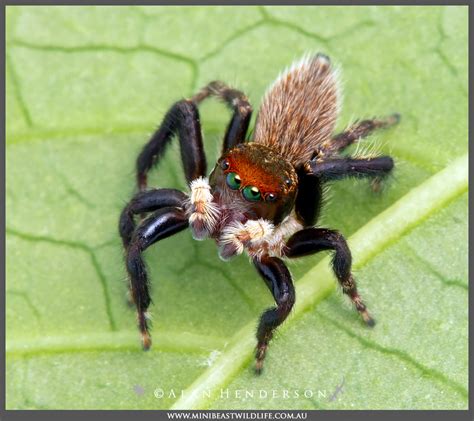 Flying Spider Discovered