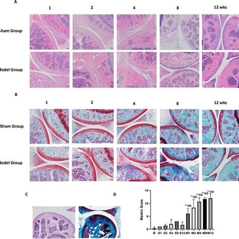 Pdf Expression Of Vegf A Signaling Pathway In Cartilage Of Aclt Induced Osteoarthritis Mouse Model