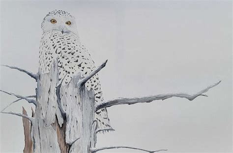 Le Guardien Des Neiges Miss Rey