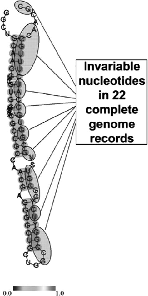 Predicted Secondary Structure Of The Putative Microrna Precursor From Download Scientific