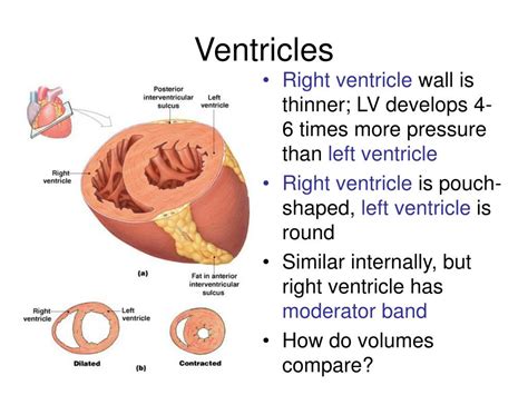 Ppt Chapter 18 Powerpoint Presentation Free Download Id6725544