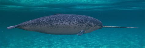 Narwhal Male Monodon Monoceros Swimming In The Ocean Side View Stock