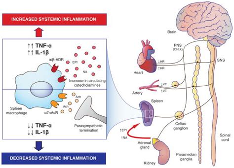 Brain Spleen Inflammatory Coupling A Literature Review Pmc