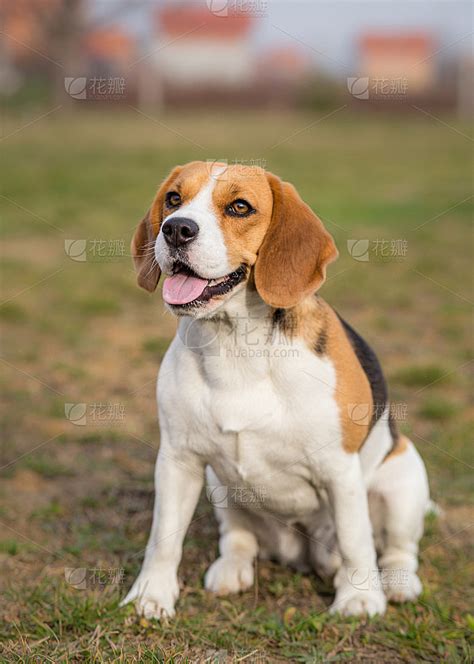 比格犬户外肖像