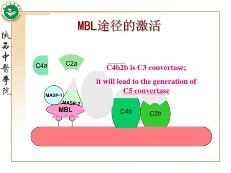 Ppt 免疫分子 Powerpoint Presentation Free Download Id4245625