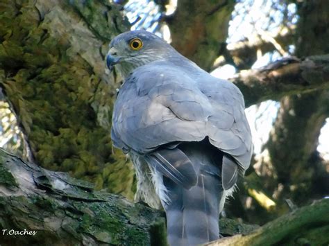 Pasari Din Romania Uliu Pasarar 2 Accipiter Nisus