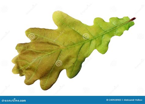 Green Spring Leaf Is A Oak Tree Isolated Stock Image Image Of Forest Natural 240928983