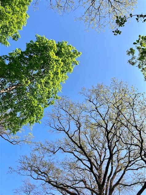 대나무 로우 앵글 샷 수직 쐈어 숲 푸른 나무에 관한 무료 스톡 사진