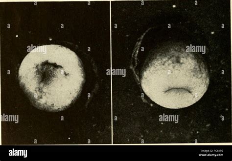 Embryology Embryology The Embryo Two Salamander Embryos 42 Off