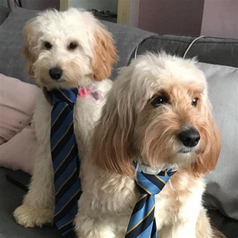 Millie Moo Cockapoo North Ayrshire