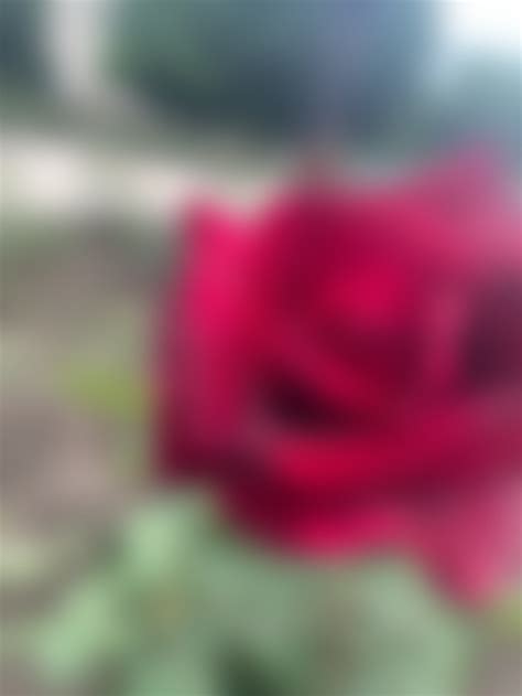 Наши донецкие розы цветут с апреля до ноября 2025 Юлия Андриенко ВКонтакте