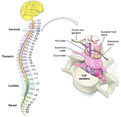 Spinal Cord Wikism Sports Medicine Wiki