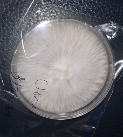 First Clone Of Clone On Agar Rshrooms