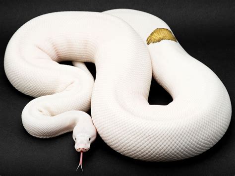 Morph List World Of Ball Pythons