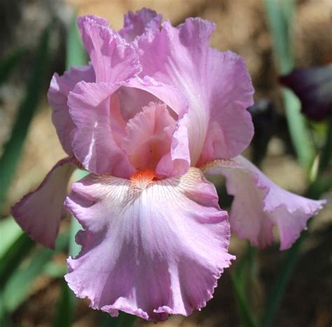 Tb Iris Germanica Elisa Renee Gaulter 1983