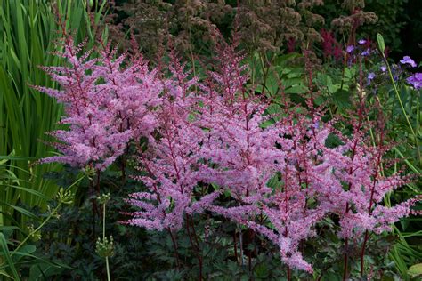 Astilbe 'Delft Lace' – Ballyrobert Gardens